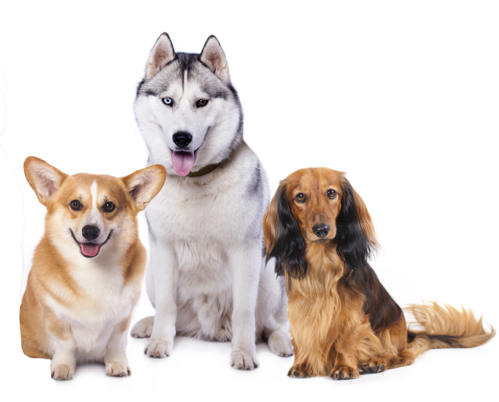 Mobile Dog Wash | Las Vegas, NV | Mobile Dog Grooming